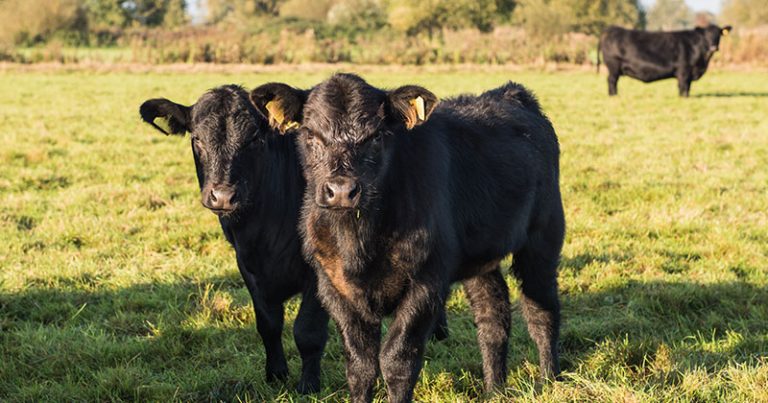 Heavy weaners in demand across the Strait - StockCo New Zealand